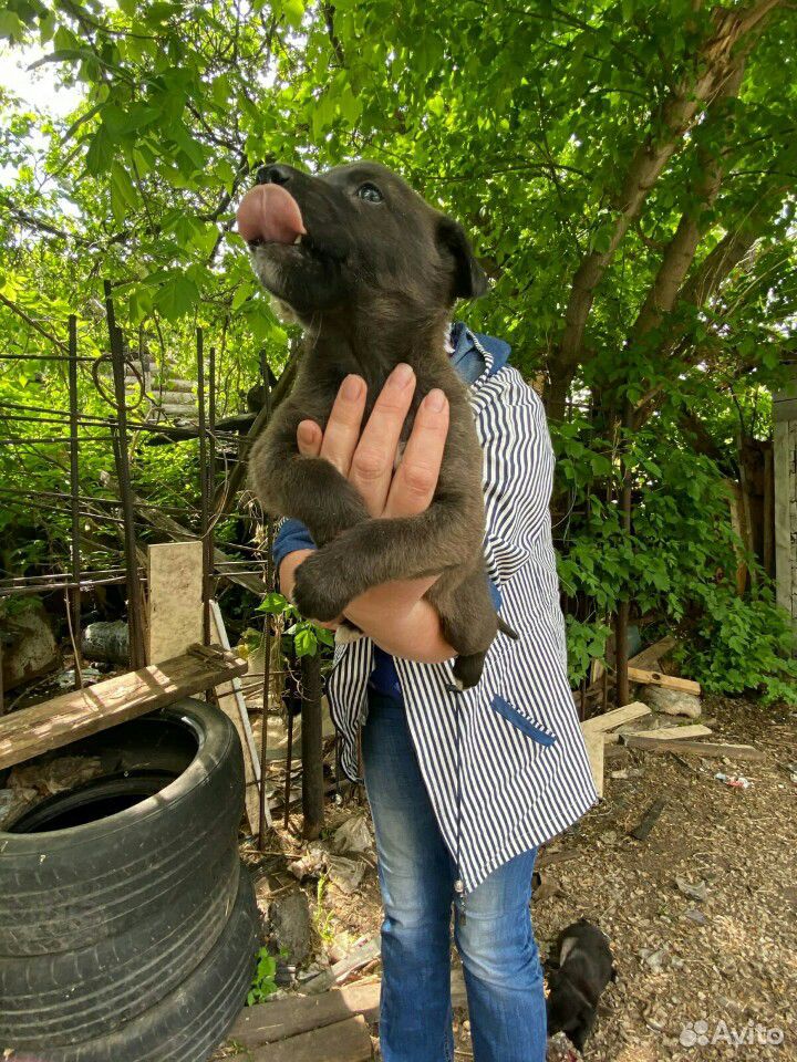 Бурая мишка