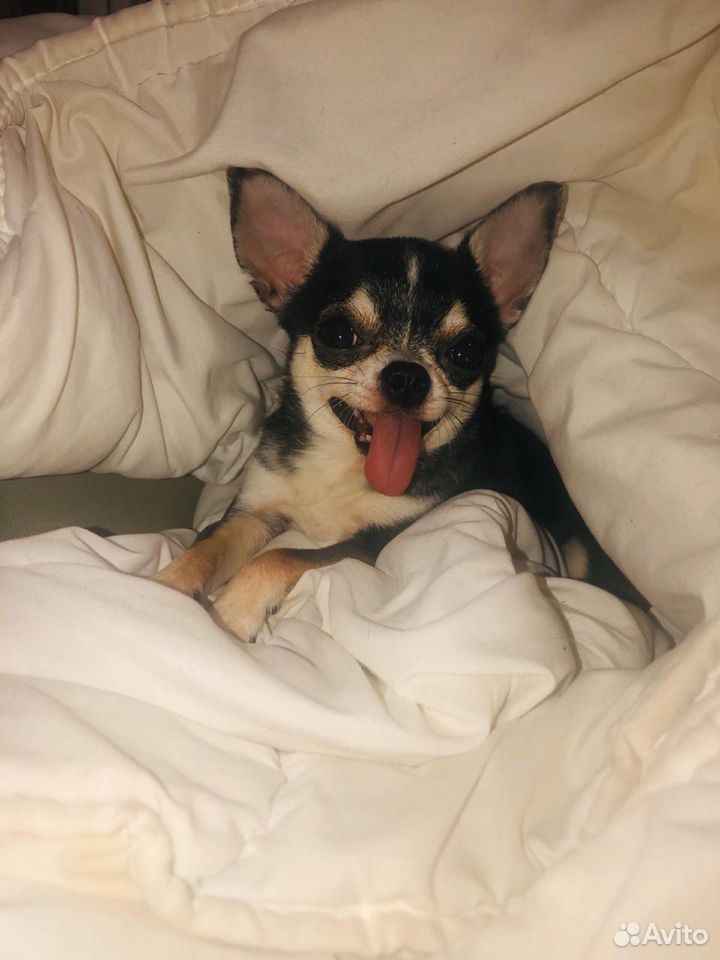 Вязка чихуахуа