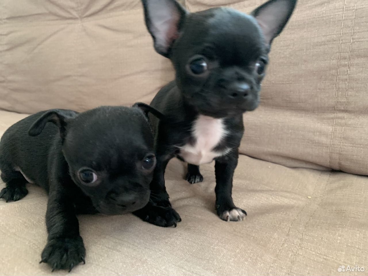 Братишки - Чишки