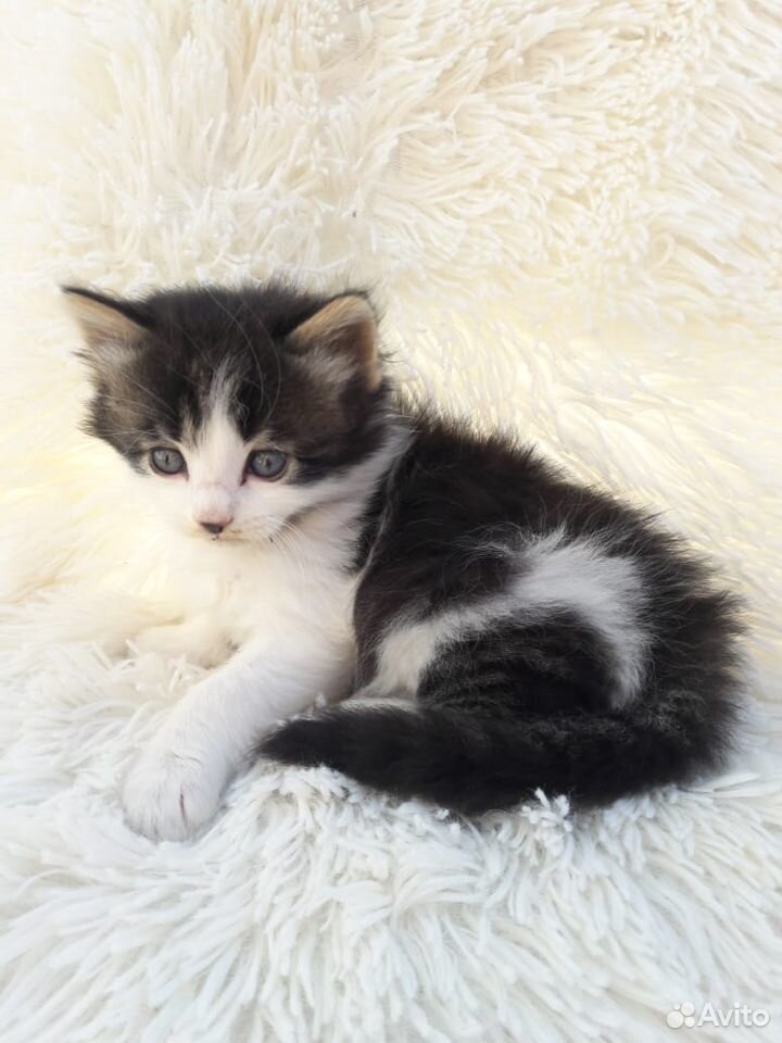 Котенок-пацан 1 месяц