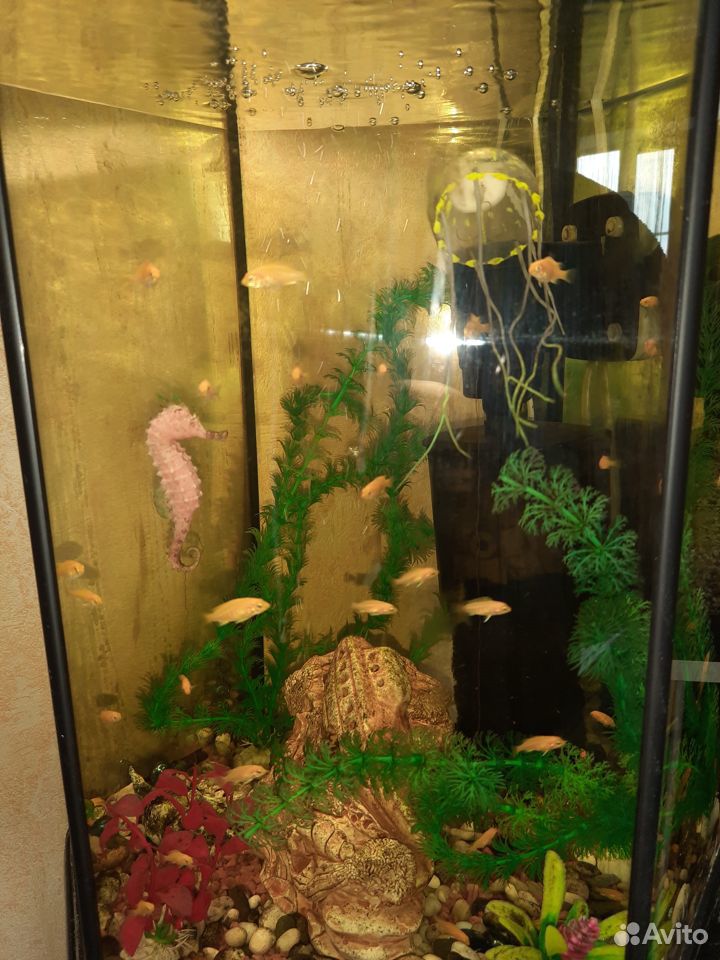 Мальки колибри