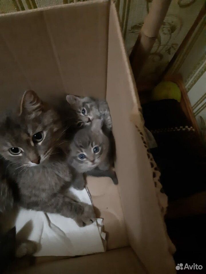 Котята пристрою или утопят