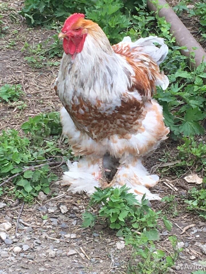 Кохинхин Питух