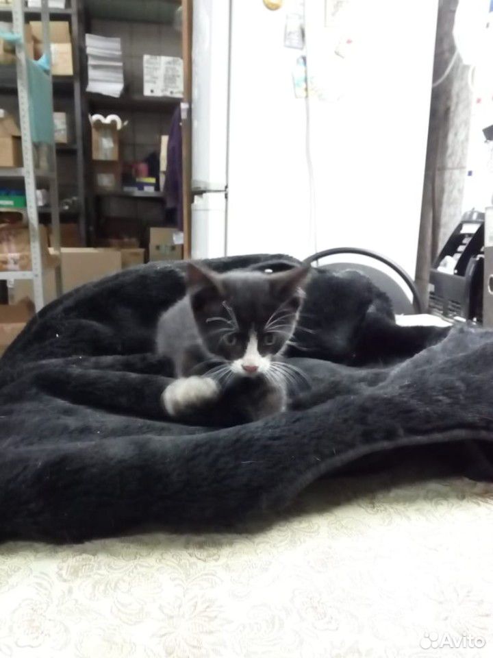 Котёнок красавчик в добрые руки
