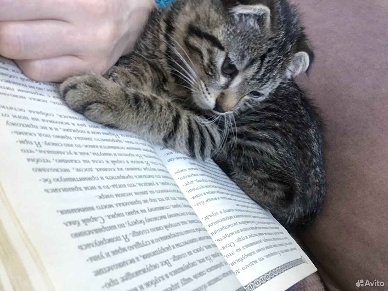 Котёнок бесплатно