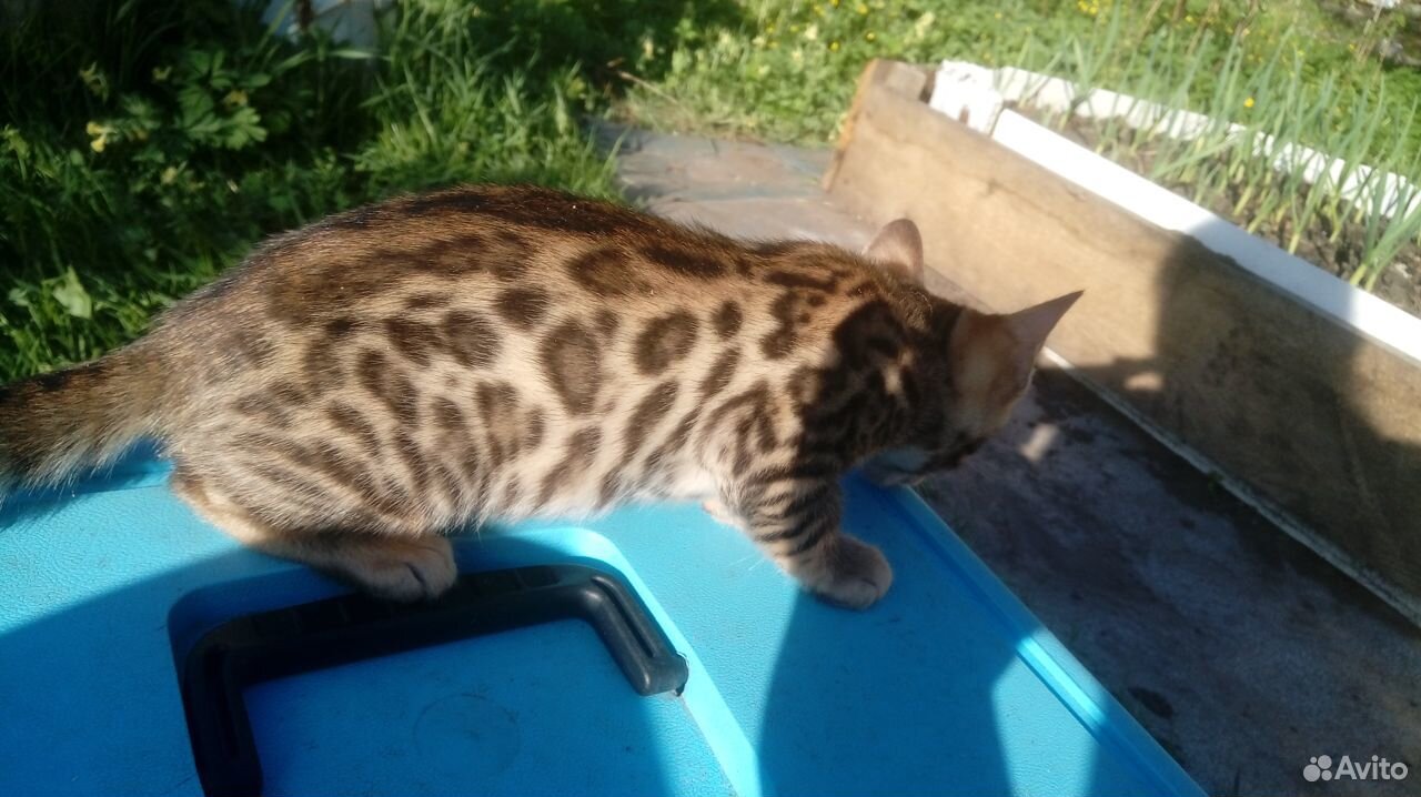 Девочка бенгалочка