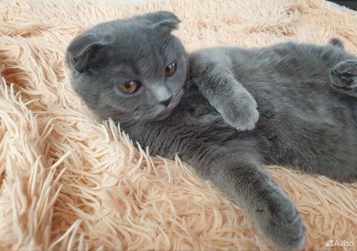 Шотландская