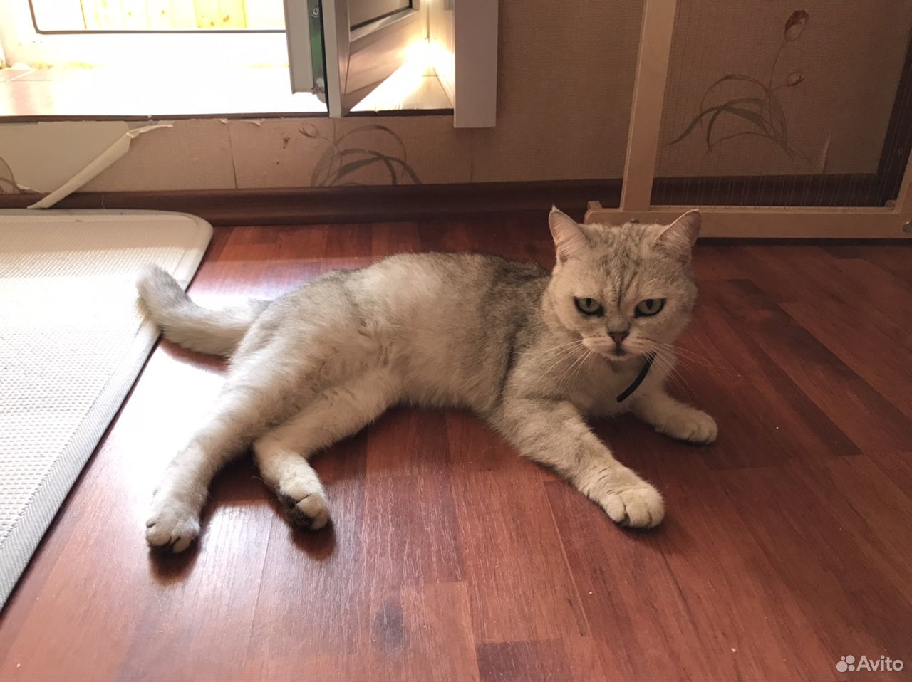 Ласковая британская кошка
