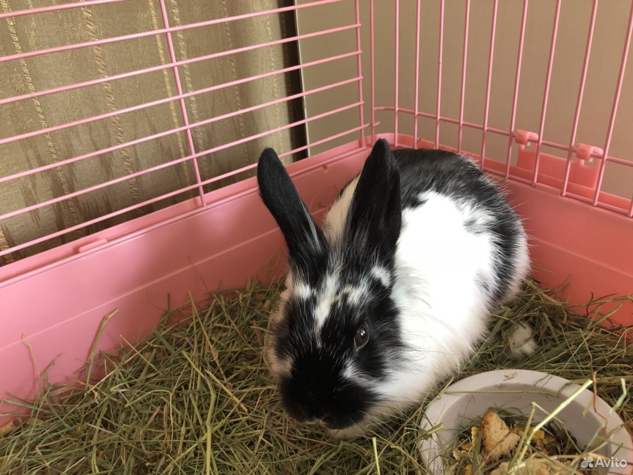 Беременная самка кролика