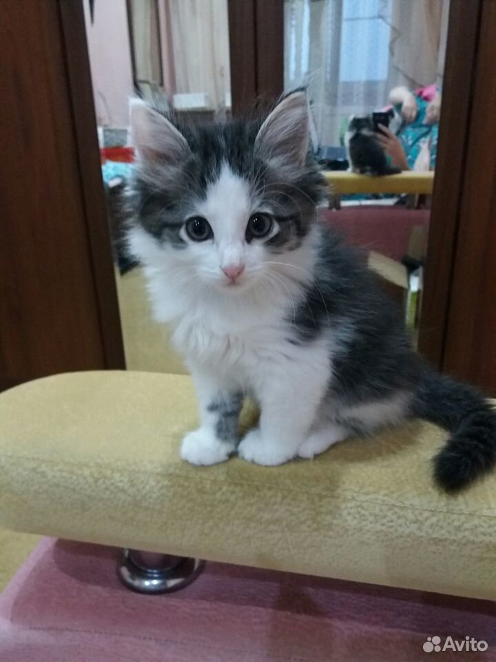 Котёнок в добрые руки