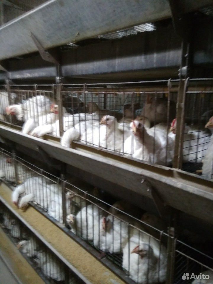Куры бролер