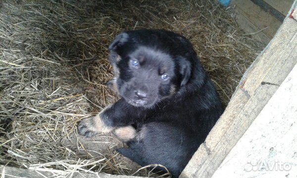 Метис немца с ротвейлером в дар
