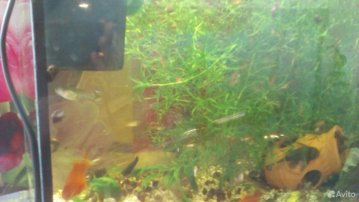 Аквариумное растение и рыбки