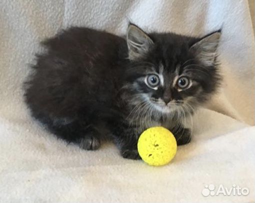 Кому пушистое счастье