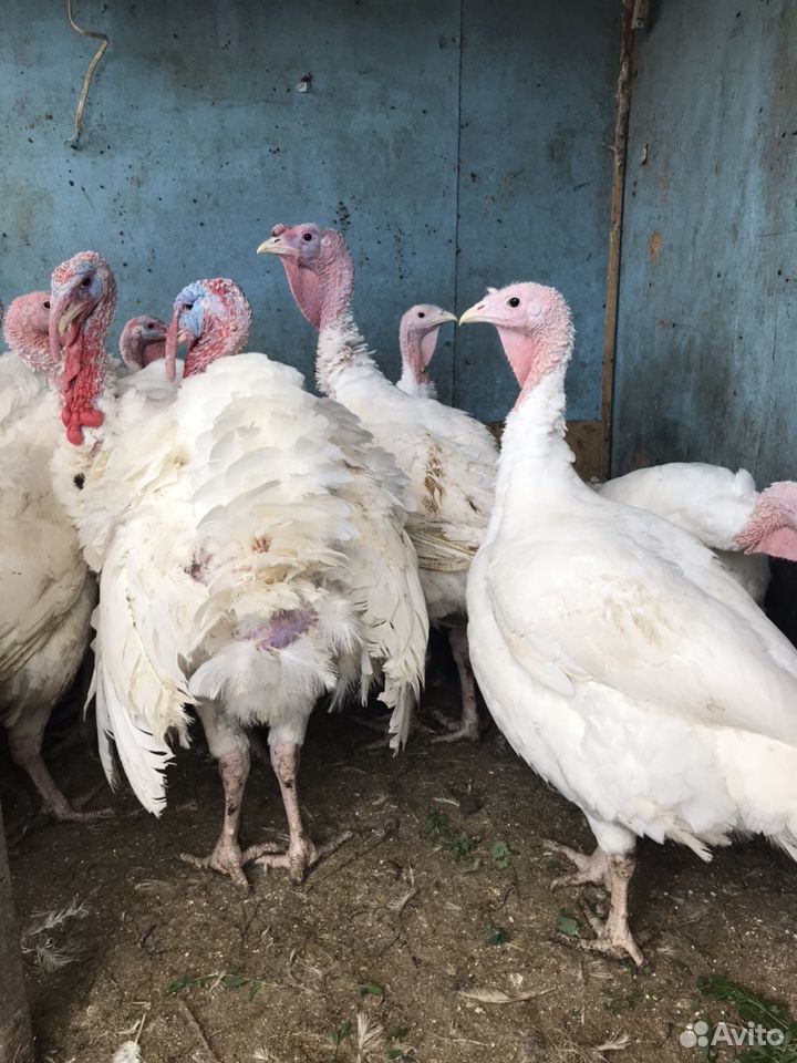 Индюк. Индюшки