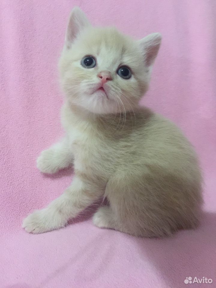 Скотиш-страйт котята шотландские
