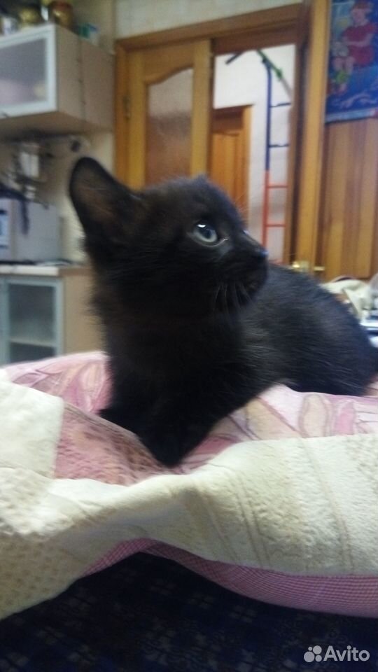 Два котика от одной порядочной кошки, которая отли