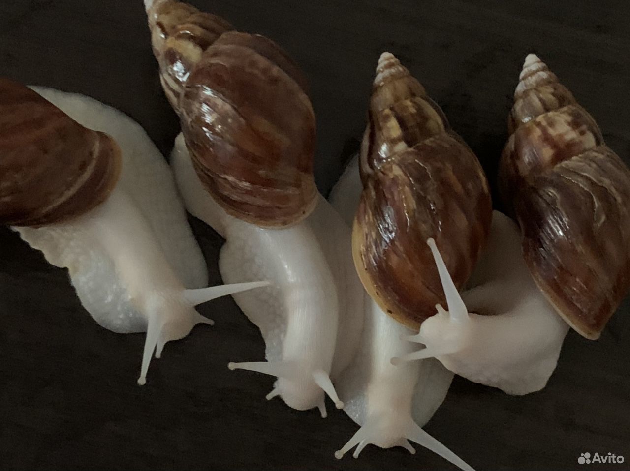 Домашние питомцы улитки ахатины