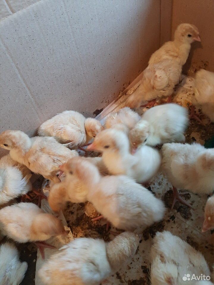 Индюшата тяжелый кросс Хайбрид конвертер