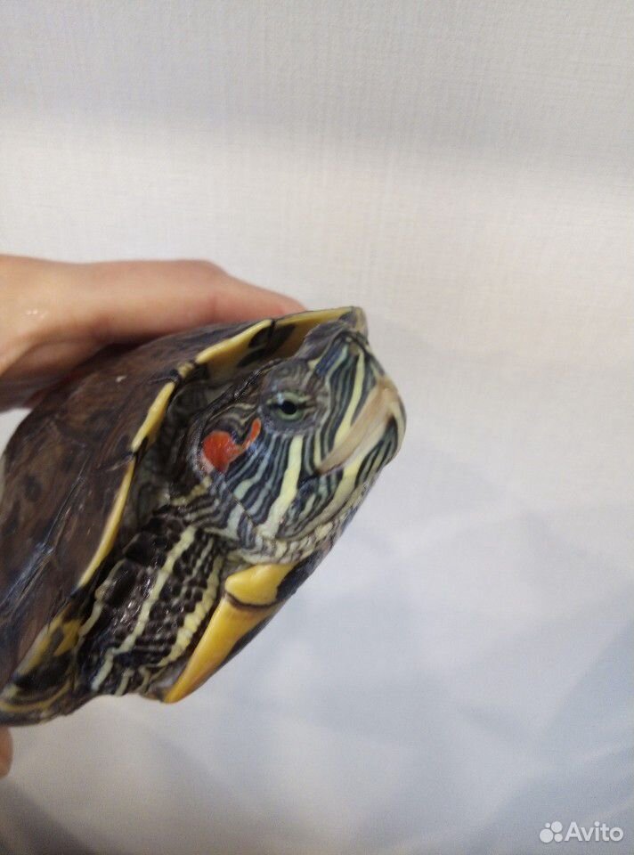 Красноухая черепаха