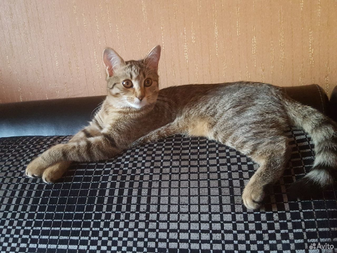 Отдам кошку Эмми в Добрые руки