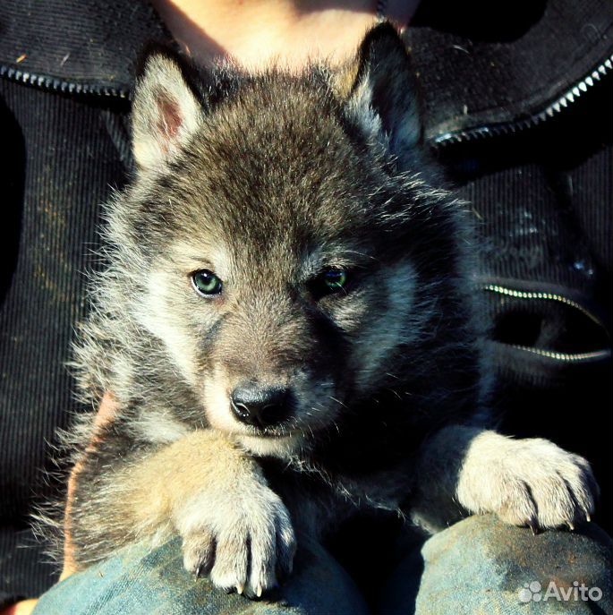 Волчонок Бальтазар