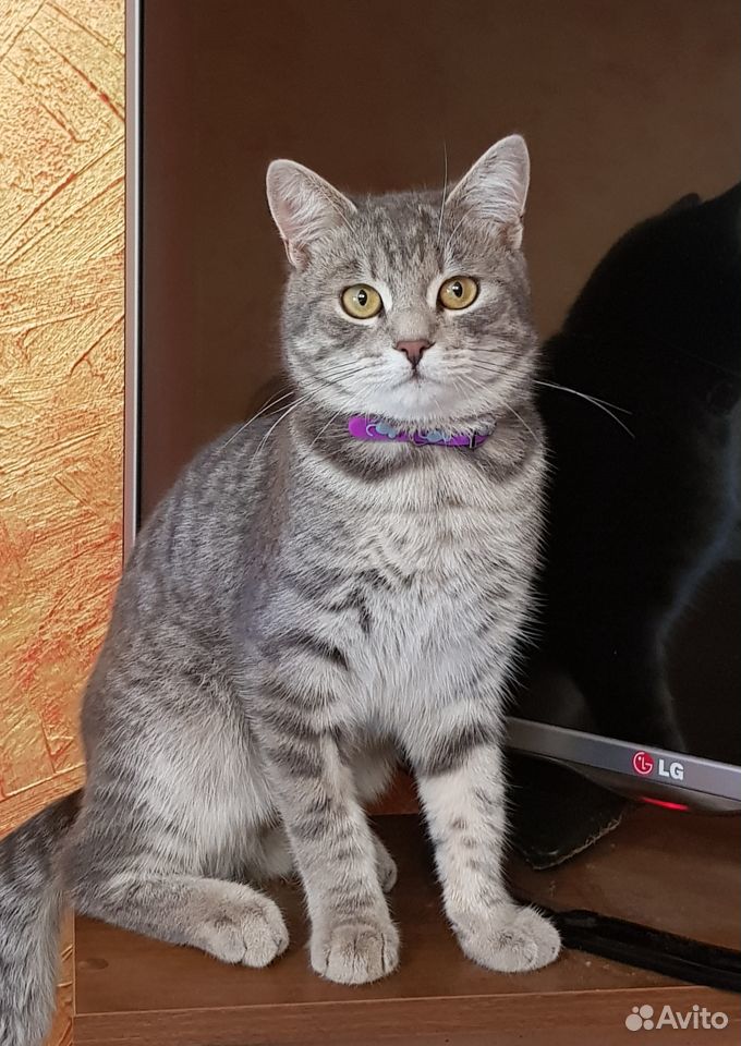 Ищу кота район 13 школы (ул.Серова/Пономарева)