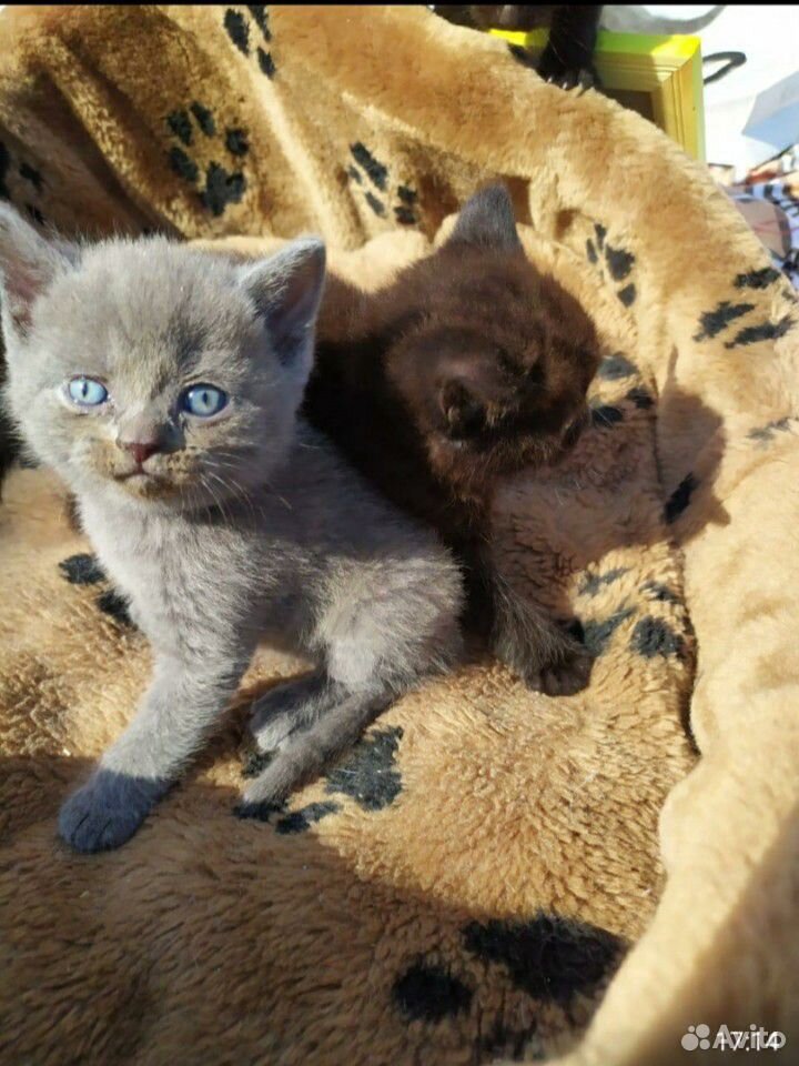 Шотландская
