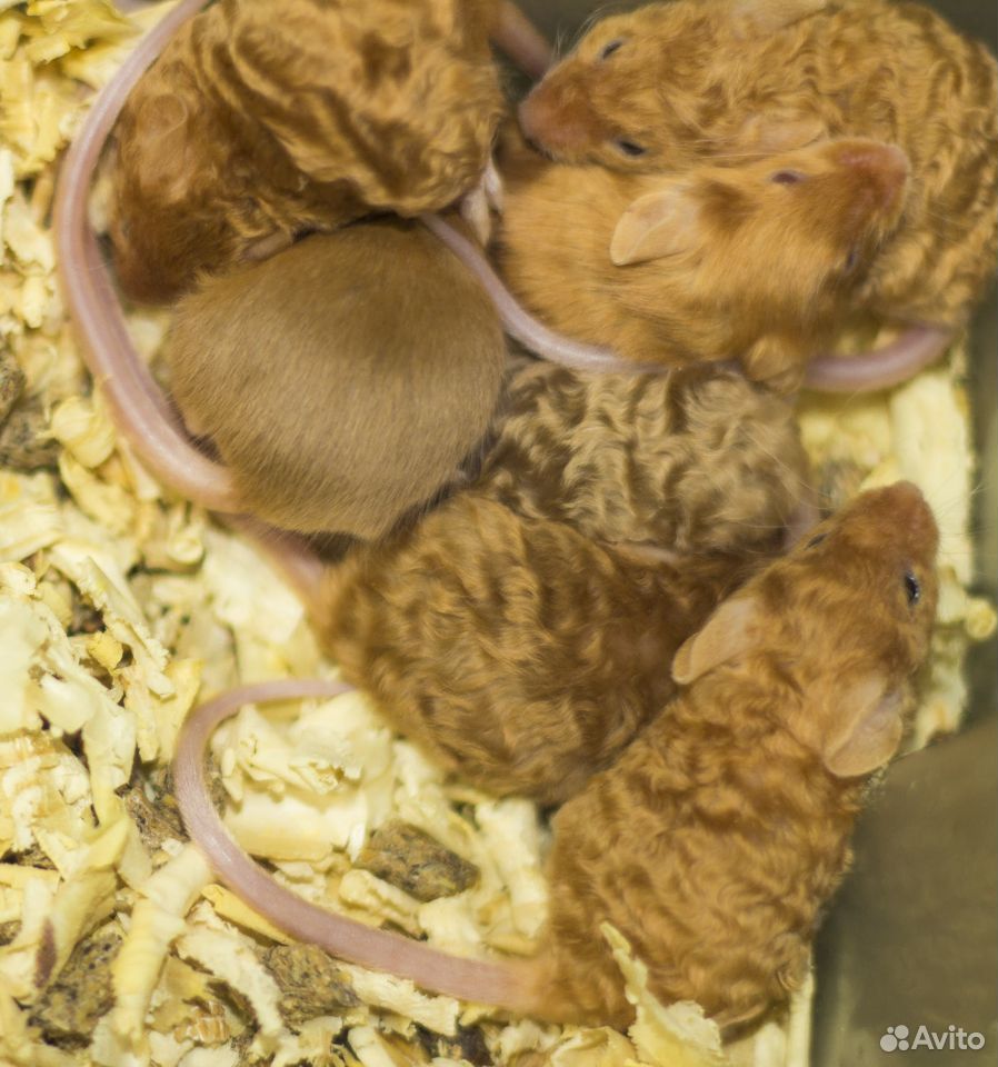 Декоративные мышки стаиновые рексы красного окраса