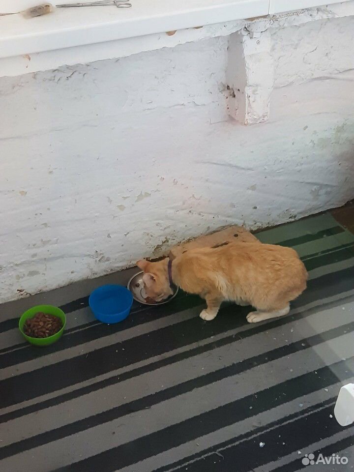 Рыжий котик