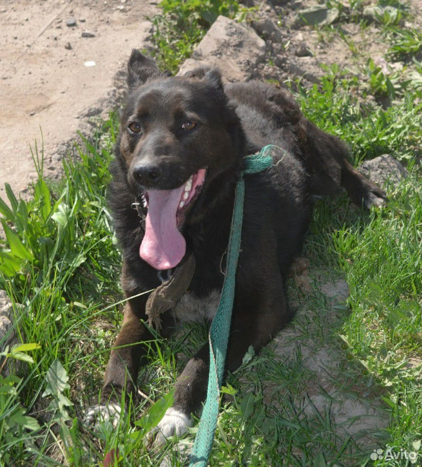 Гром возраст 1 год.Ищет самого надёжного хозяина