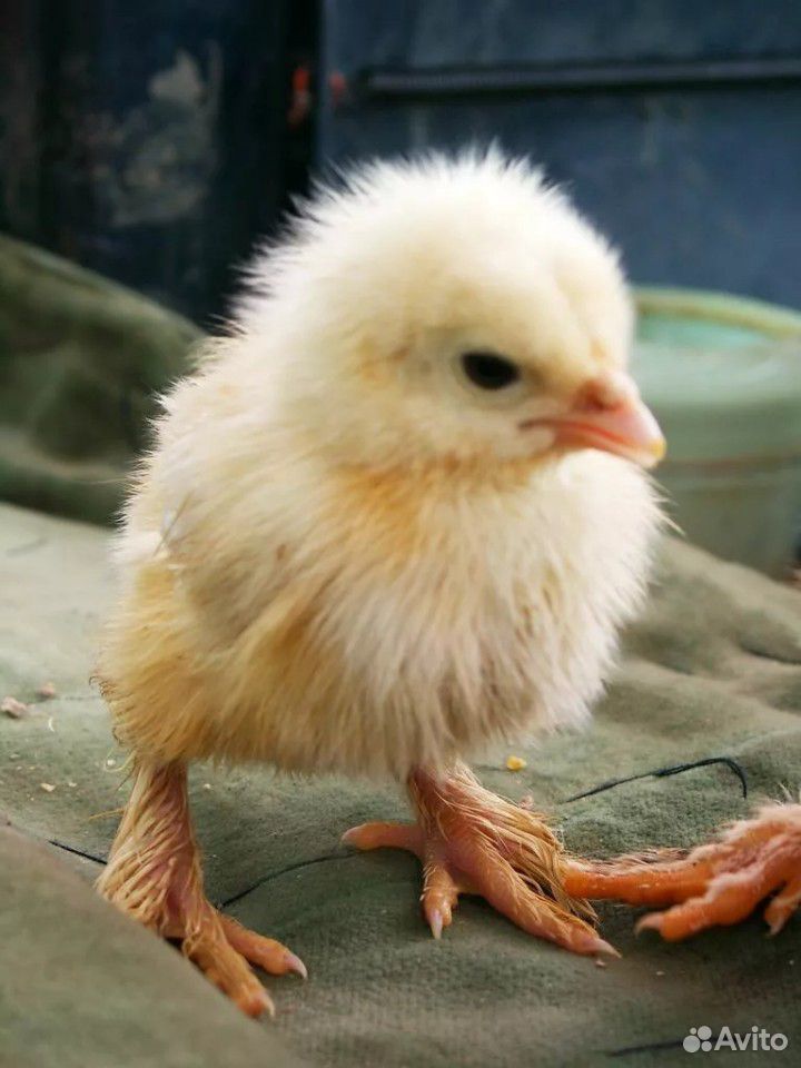 Цыплёнок
