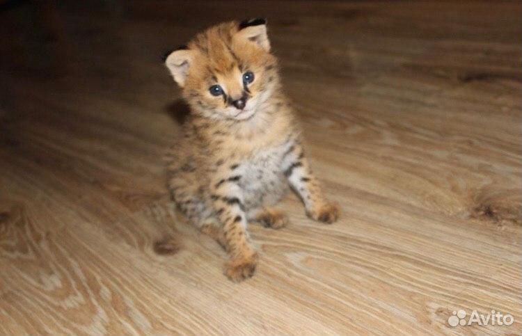 Котенок Сервала, Саванна