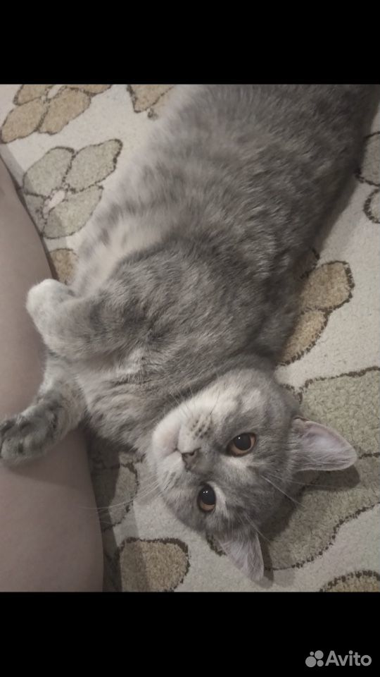 Милая кошка Стеша ищет дом