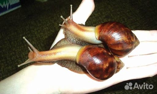 Улитки Ахатины
