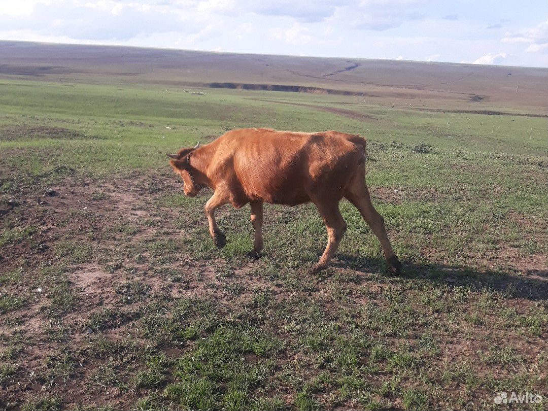 Перво телка