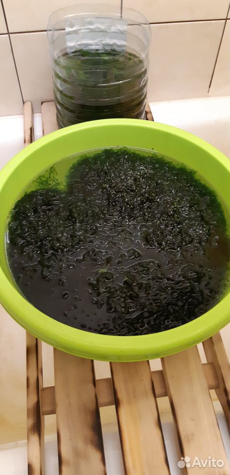 Ломариопсис мох печёночный