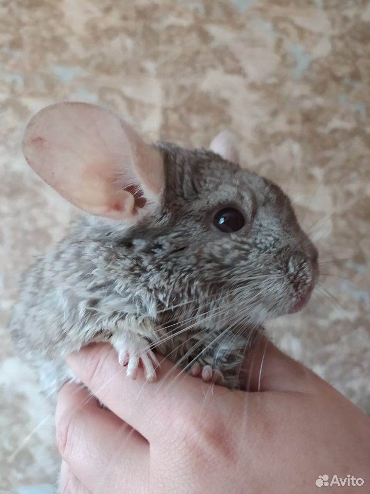 Продам шиншиллу