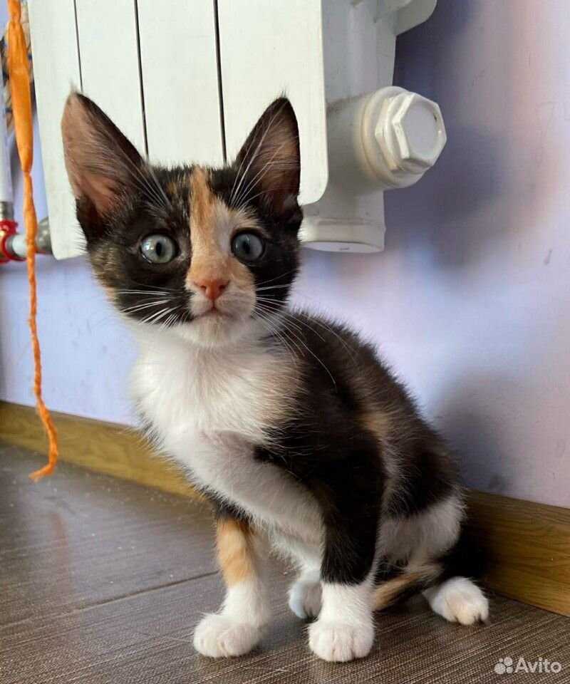 Аиша ну до чего ж ты хороша