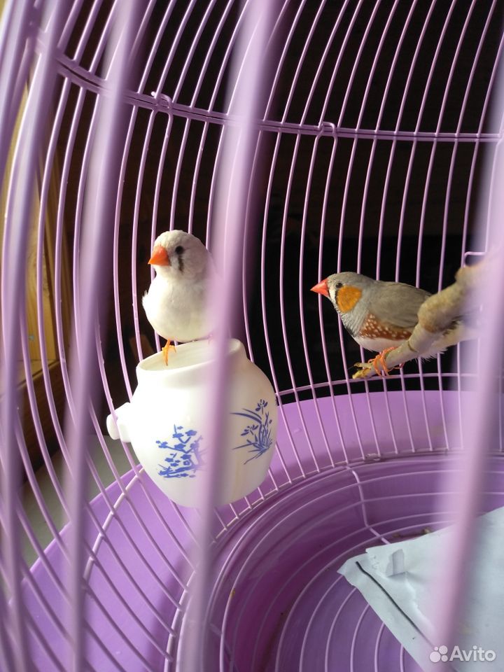 Амадины пара с клеткой