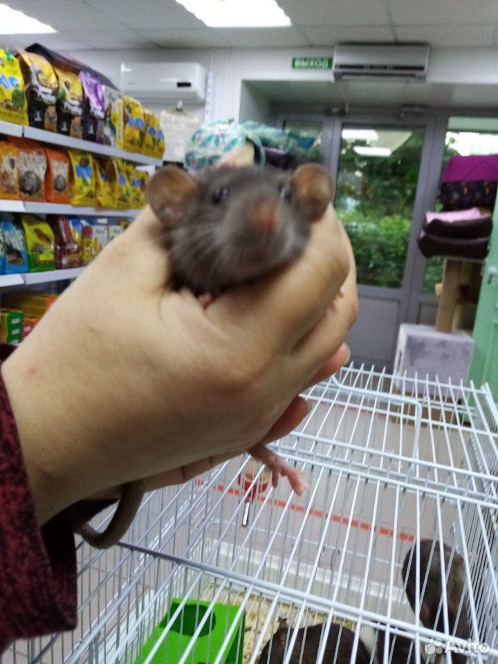 Крысята Дамбоухие