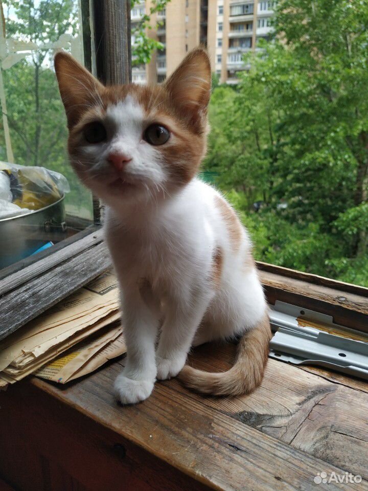 Кошка