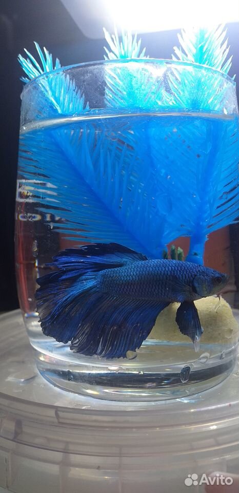 Рыбка Петушок голубая волна