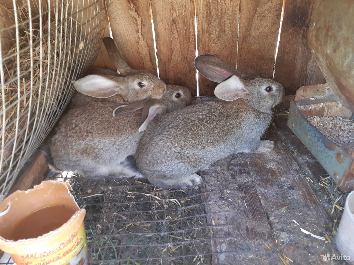Кролики серый великан