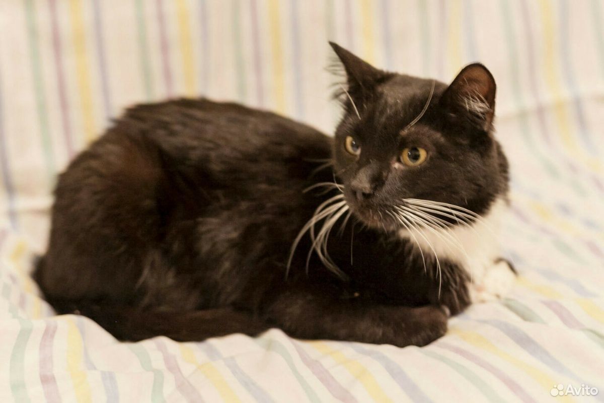 Шикарный чёрный кот Бакс