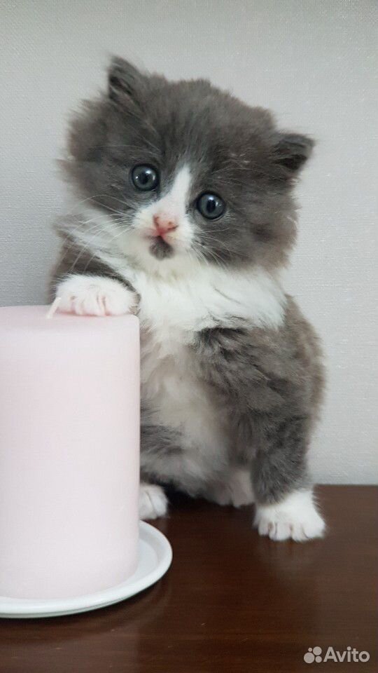 Кошечка