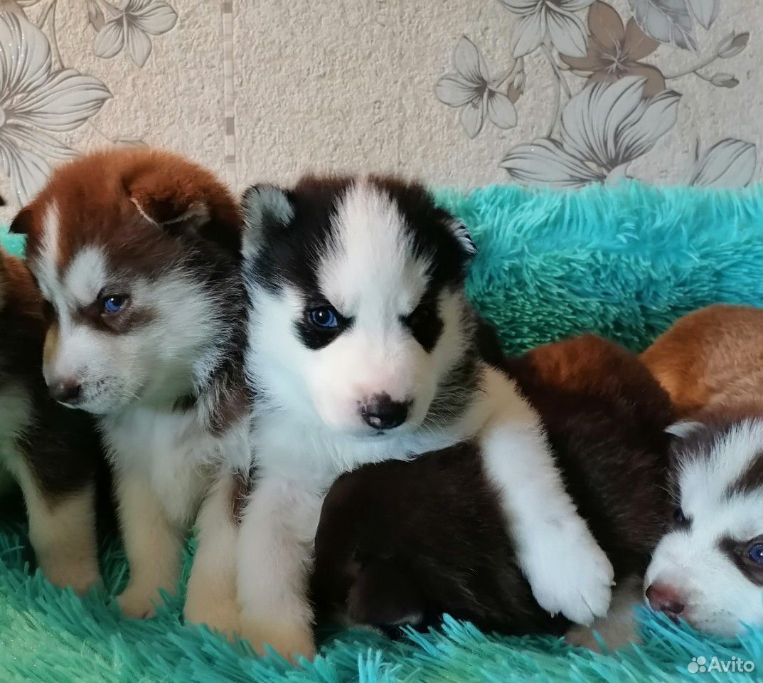 Шоколадные хасятки