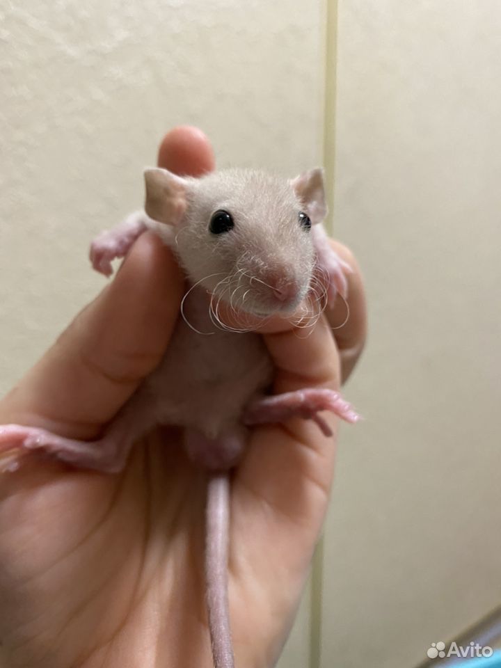 Крысёнок. Мальчик. Рекс