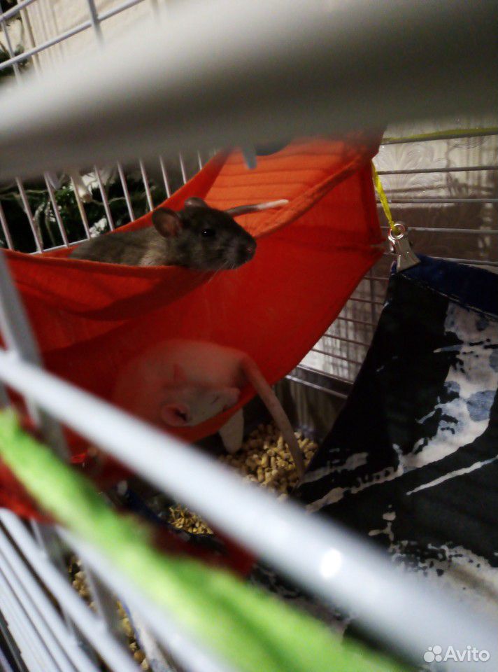 Крысенок в добрые руки