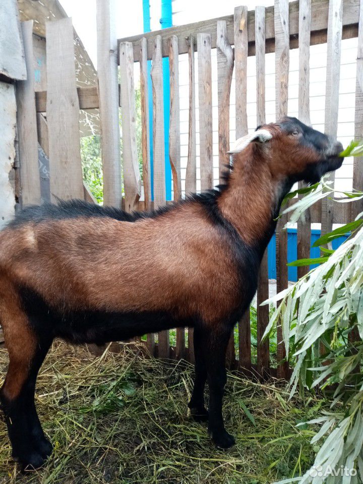 Козёл чехонубийский и козлята